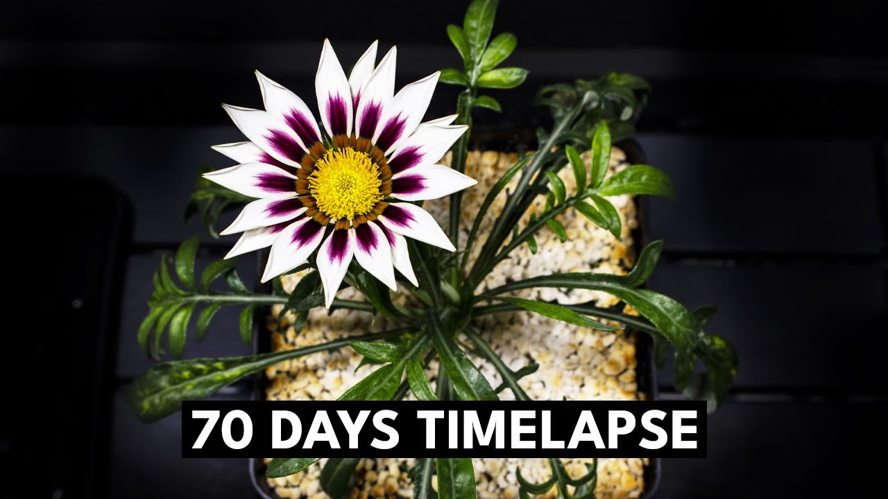 Gazania Daybreak Rose Stripe 70 Days Timelapse - YouTube