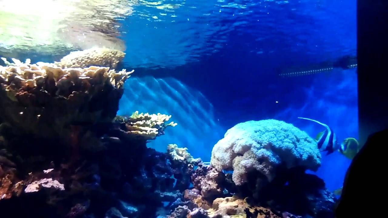 Fun Time In Aquarium YouTube fun-time-in-aquarium-youtube