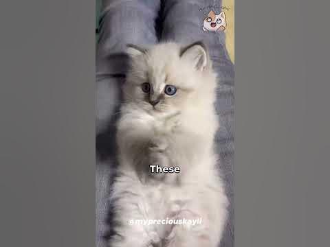 Meet the fascinating Ragdoll cat! - YouTube