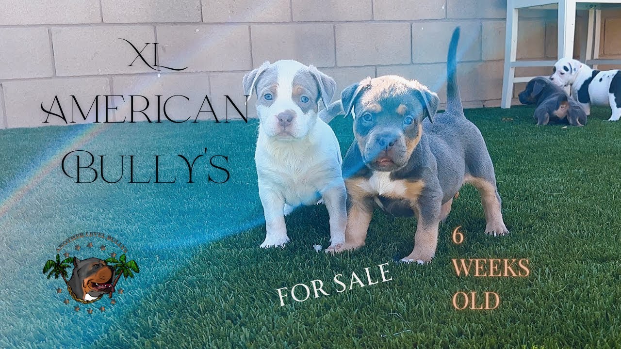 XL AMERICAN BULLY PUPPIES 6 WEEKS - YouTube