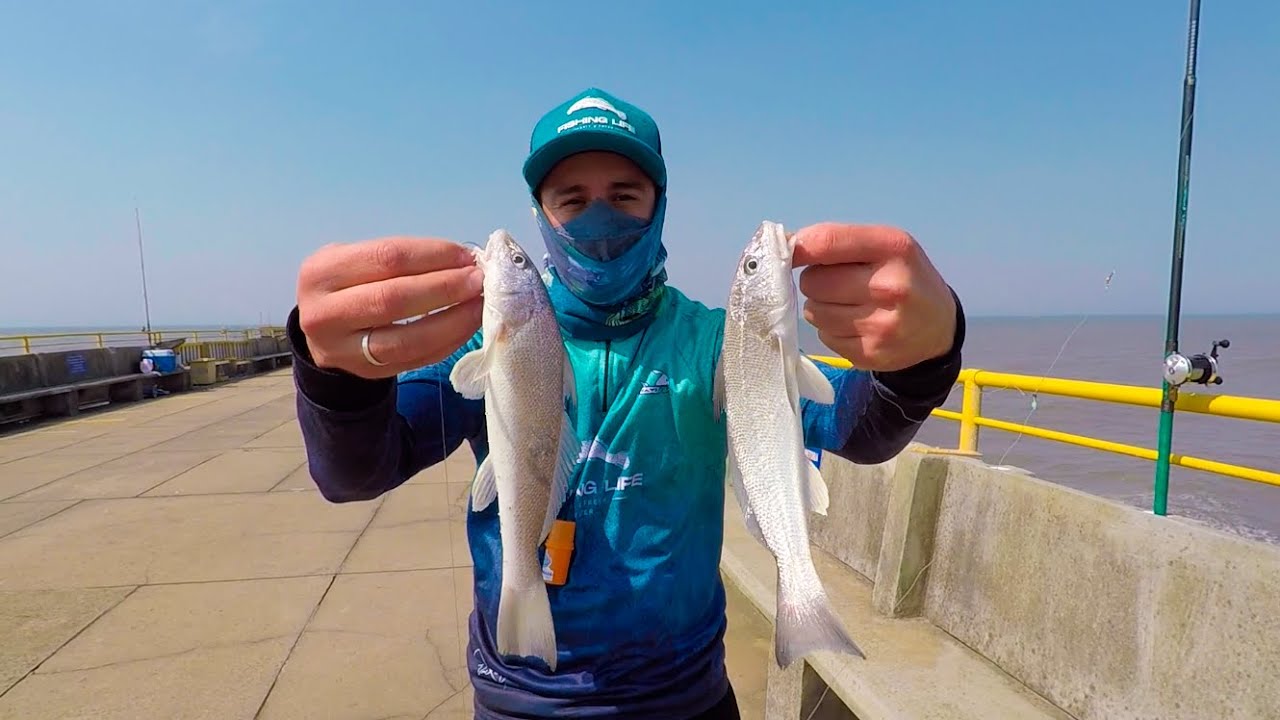 PESCARIA PARA GARANTIR O FRITO! Pesca de PAPA-TERRA em plataforma ...