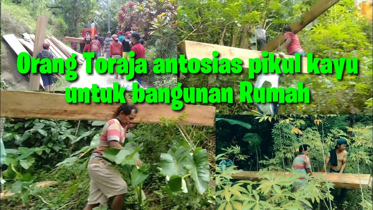 kekompakan orang Toraja pikul kayu untuk bangunan rumah - YouTube