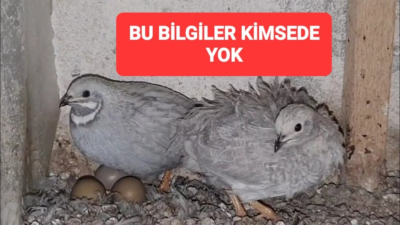 ÇİN BILDIRCINI GENEL BİLGİLER ve Yavrulara YENİ YER HAZIRLIĞI # ...