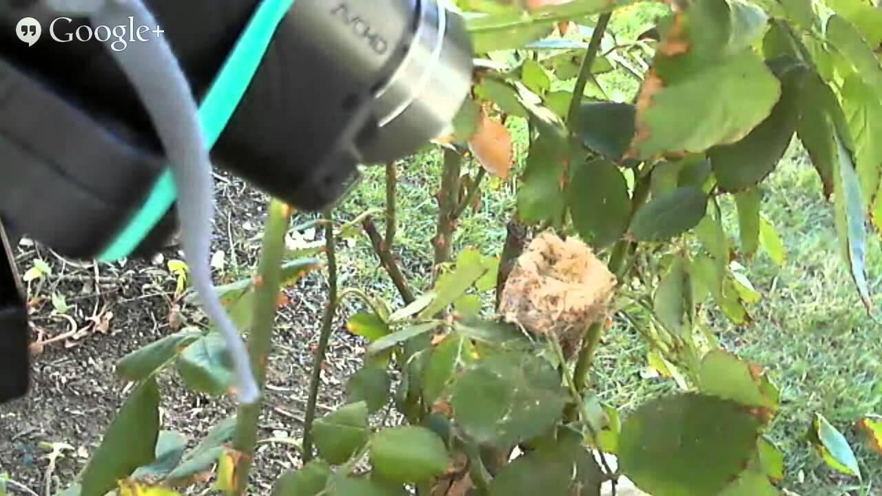 Hummingbird Nest Building 101 (Recorded Live Stream) - YouTube