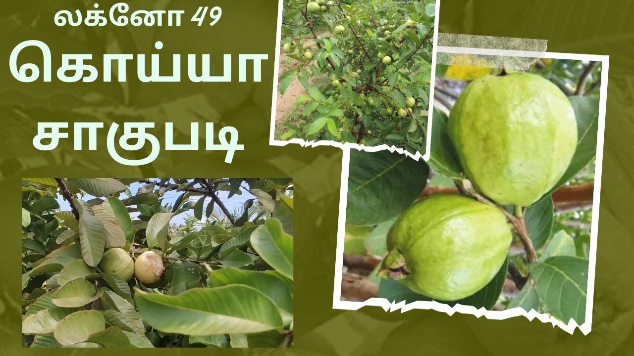 லக்னோ இரக கொய்யா சாகுபடி | Lucknow 49 Guava - YouTube