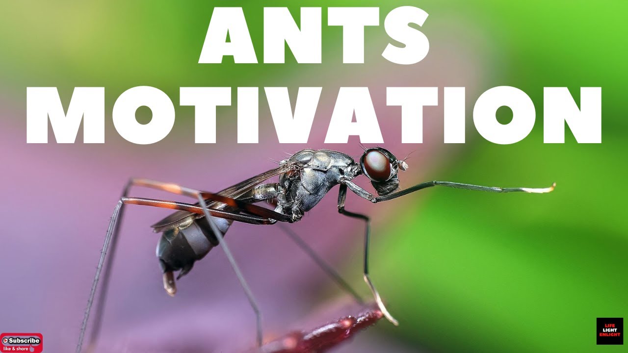 Ants Motivation | Ants Attitude | Ants Philosophy of Life | Lessons ...
