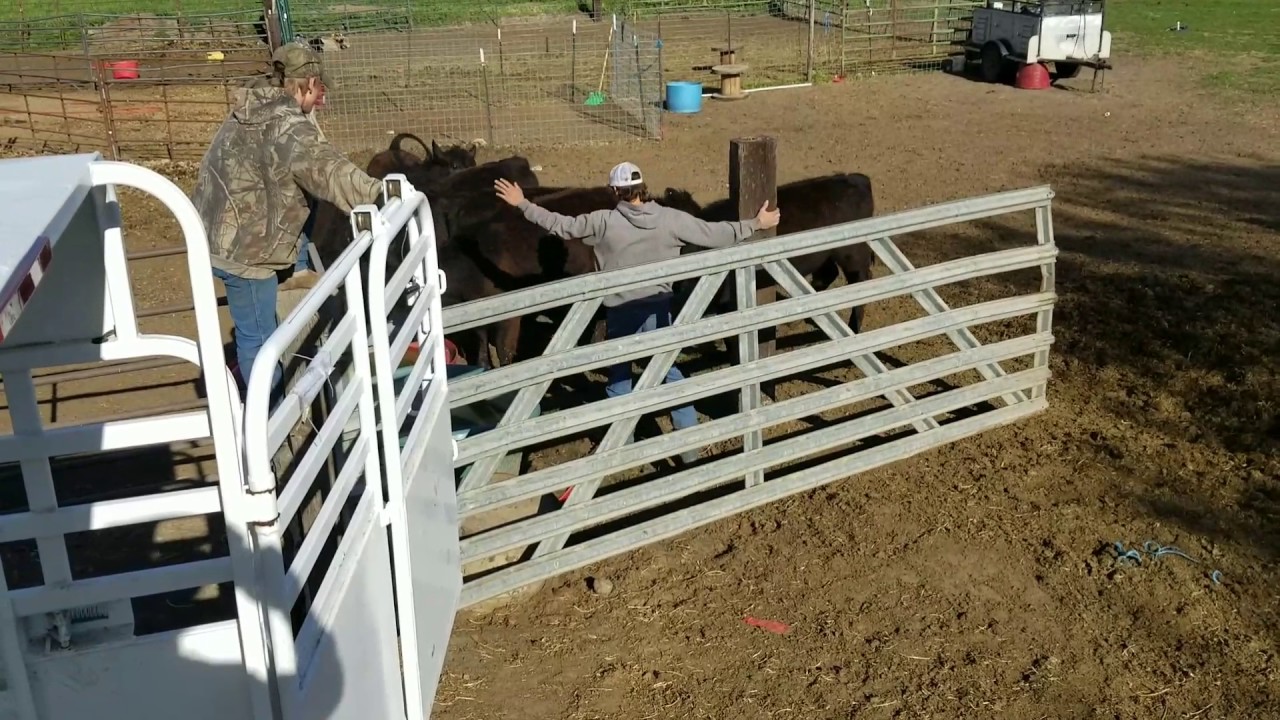 Loading cattle with Truck and Dan - YouTube