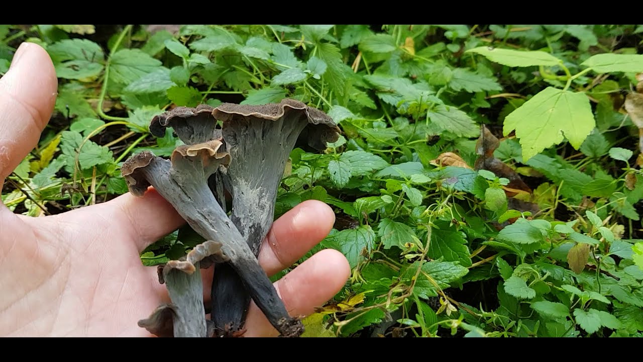 #Black#trumpet#mushroom #Svart#trumpetsvamp#Trompeta de los#muertos# ...