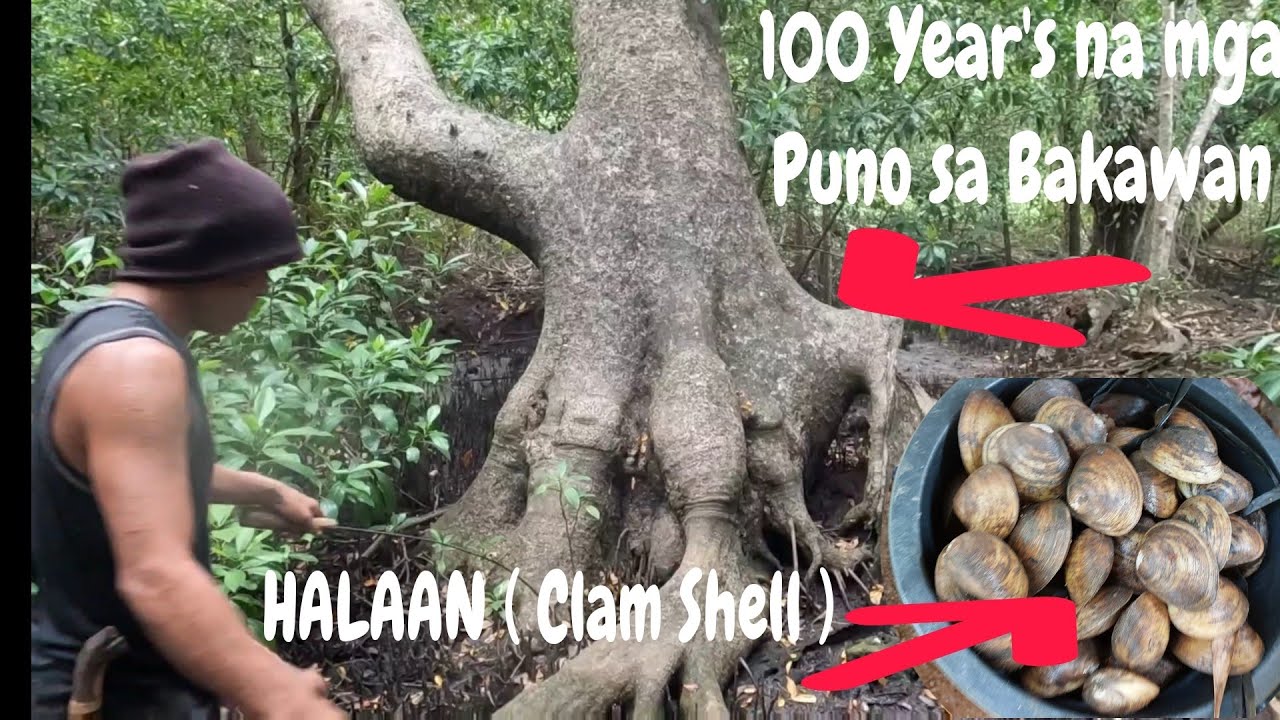 ep16 || 100 years na mga Puno sa masukal na Bakawan / PAGHAHALAAN ...