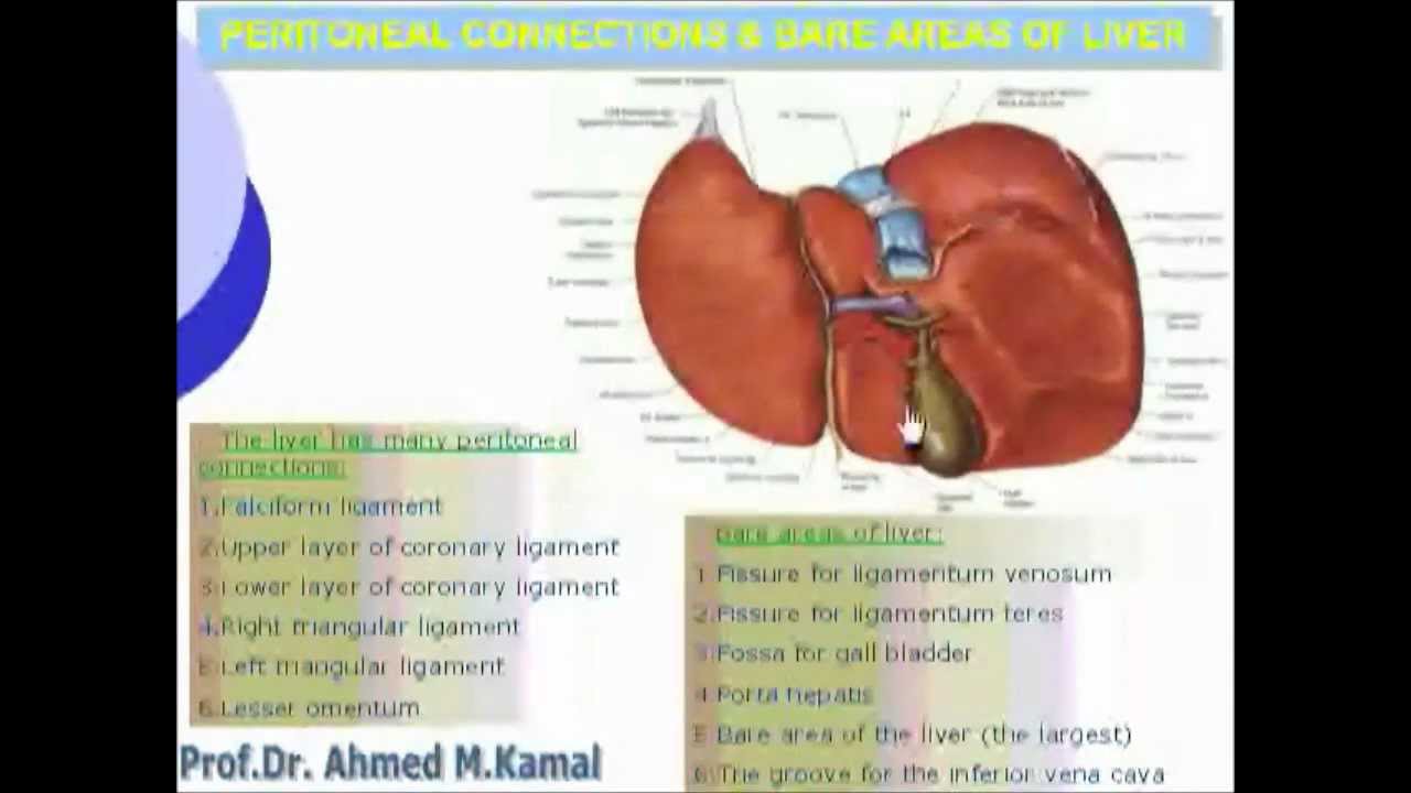 Abdomen Posterior inferior surfaces of liver :: dr.arabs - YouTube