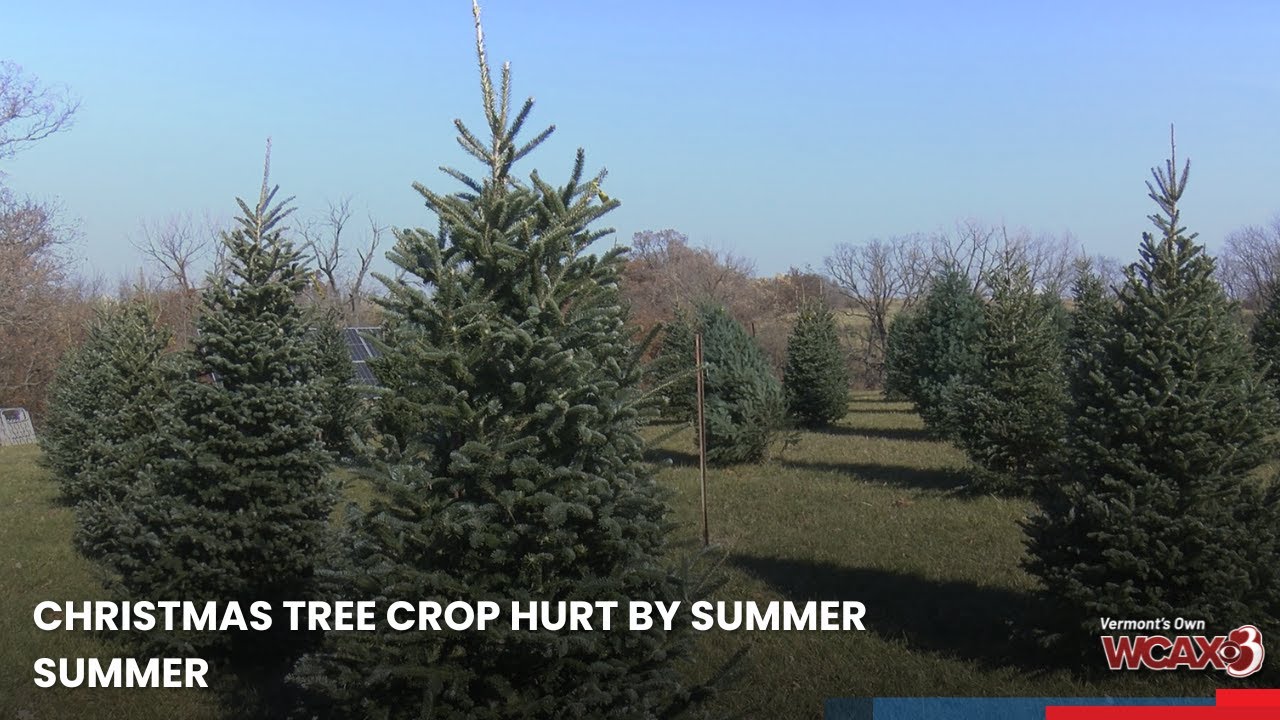 Christmas tree crop hurt by summer weather - YouTube