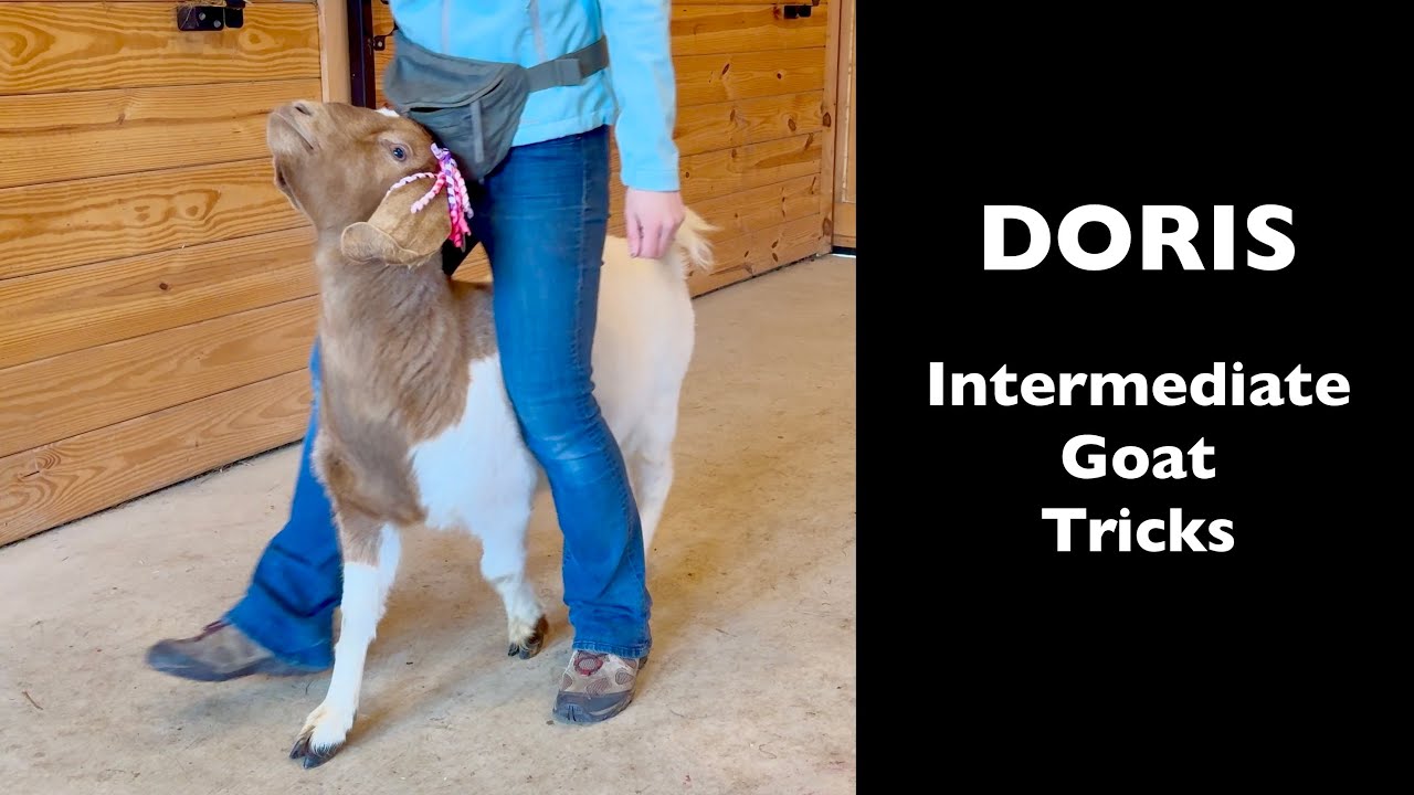 Doris' Intermediate Goat Tricks - YouTube