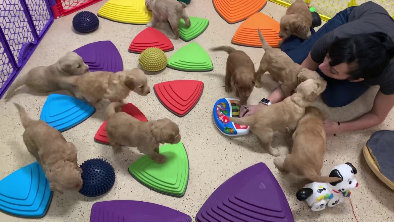 Working puppies to reach their full potential! - YouTube