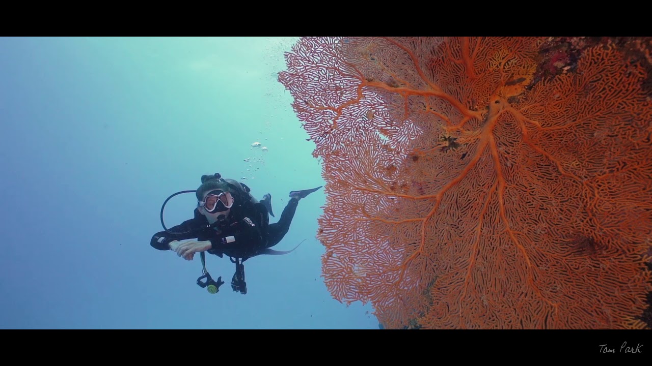 Milln Reef The Great Barrier Reef TomPark 2 0 - YouTube