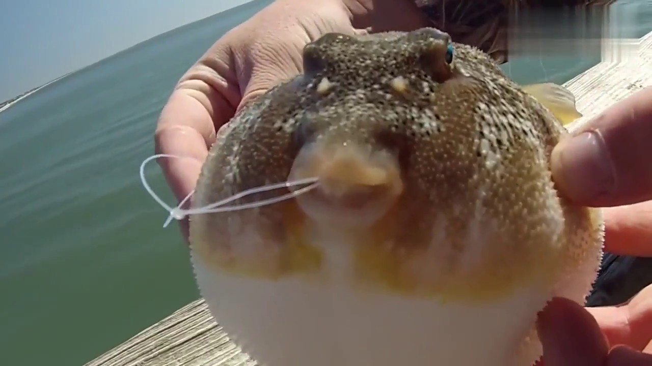 This is a fish that becomes a balloon - YouTube