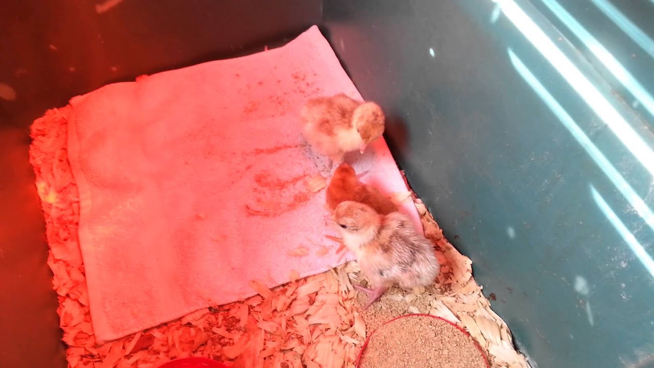 Broody Turkey Adventures - Part 16 - YouTube