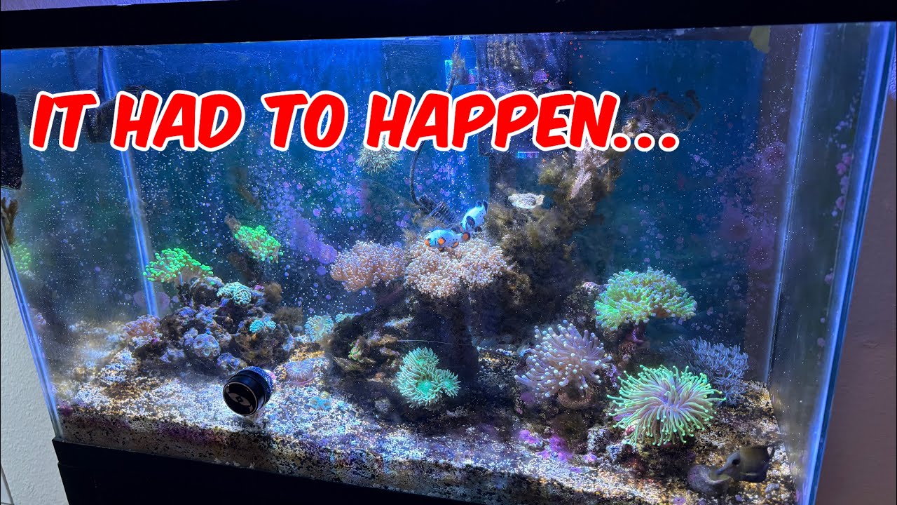 Saying goodbye to the budget reef! Reef tank ramble ep.6 - YouTube