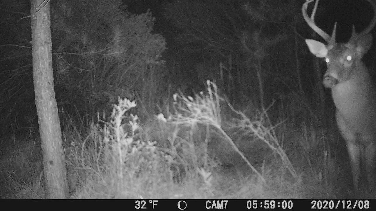 Victure HC300 trail camera pickup - YouTube