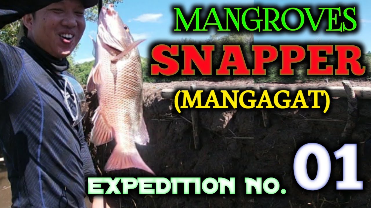HOW TO CATCH MANGROVES SNAPPER | MANGAGAT | EXPEDITION 1 - YouTube