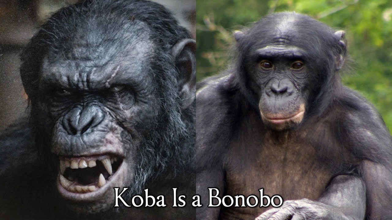 Koba is a very violent bonobo - YouTube