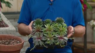 Roberta's 9-piece Live Forever Hens and Chicks Succulents on QVC
