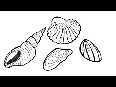 Mudah, Cara Menggambar Kerang Sederhana - YouTube