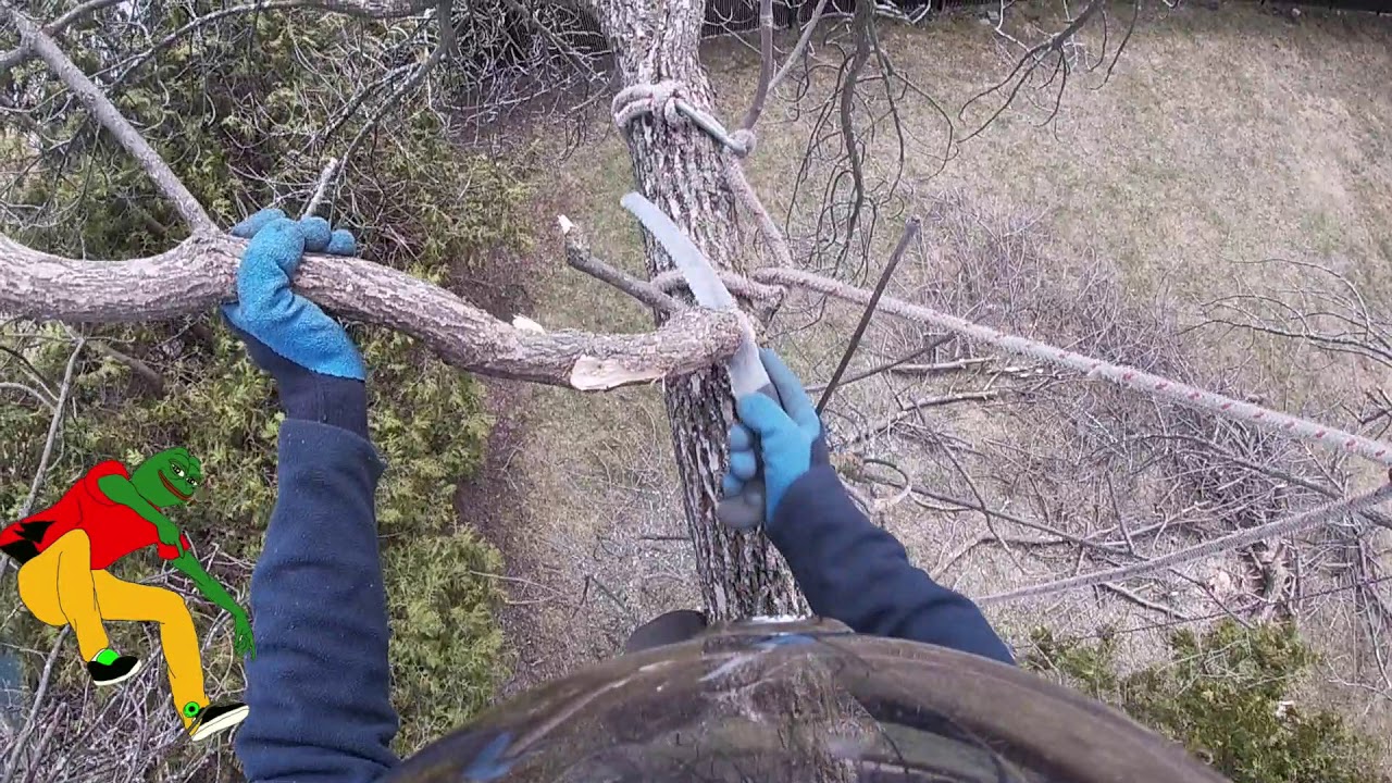 LIMB WALKING AND RIGGING A DEAD ASH, SRT - YouTube