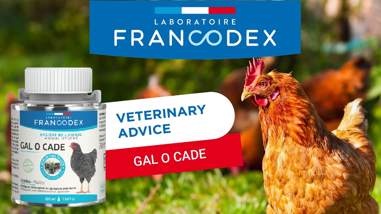 VETERINARY ADVICE : How do I apply Gal O Cade to my chickens? - YouTube