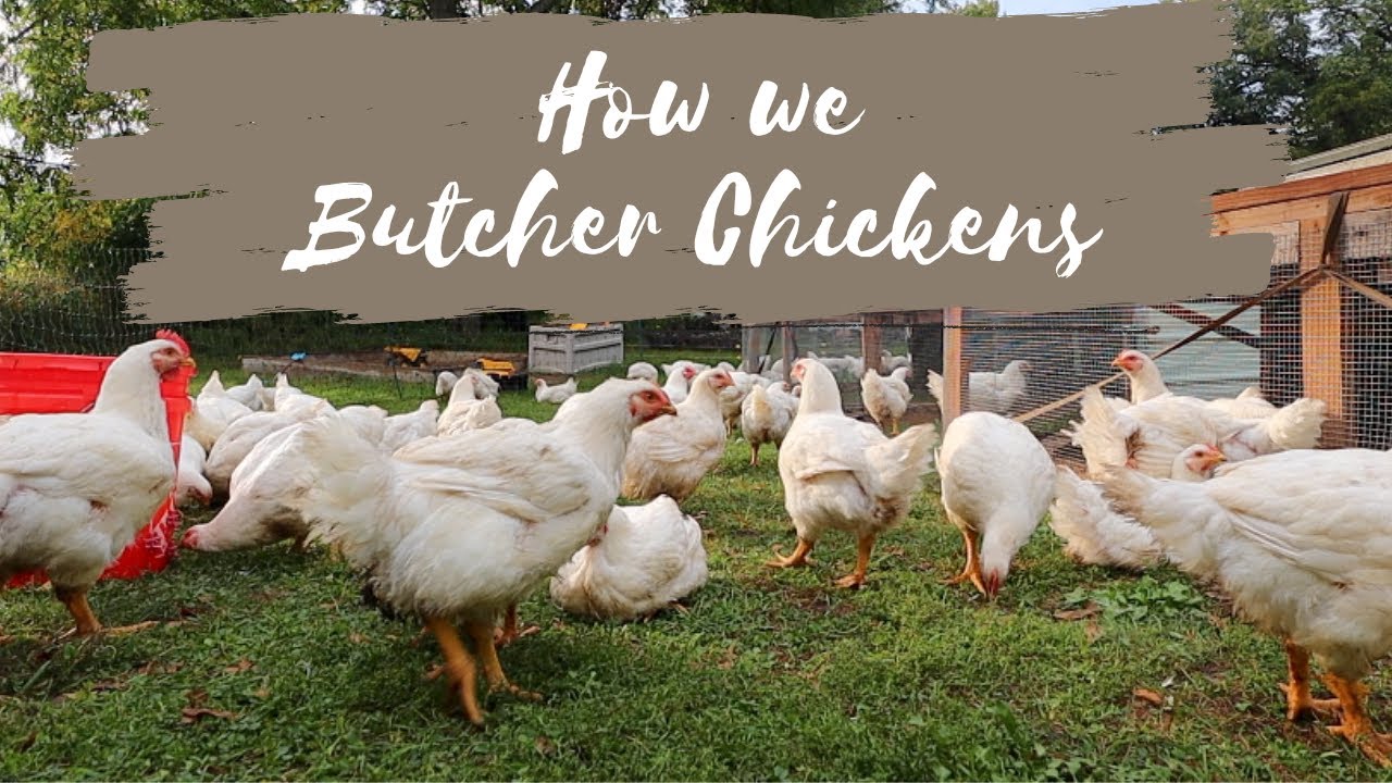 Chicken Butchering - YouTube