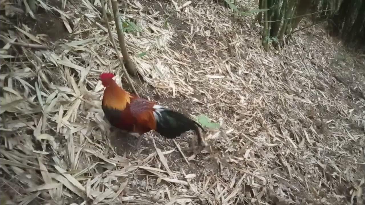 tub qaib qus los qhia xaiv qaib dib ua zoo sim - YouTube