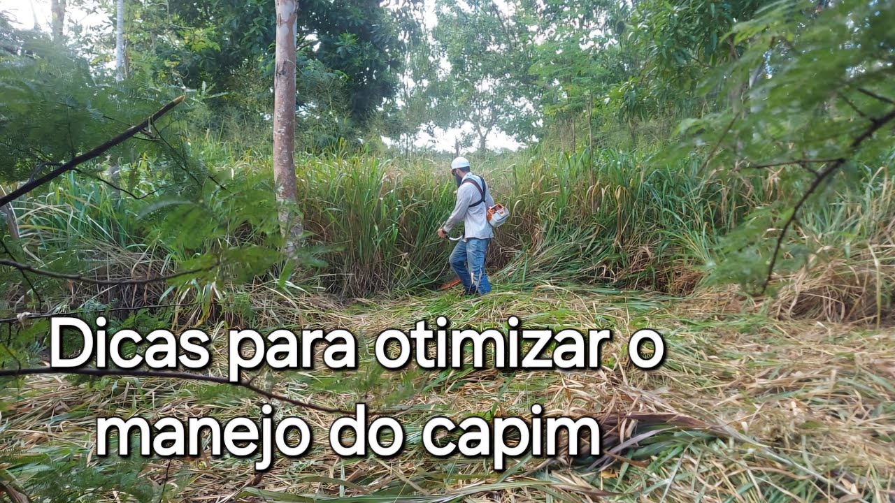 Como otimizar manejo de capim em sistemas agroflorestais - YouTube