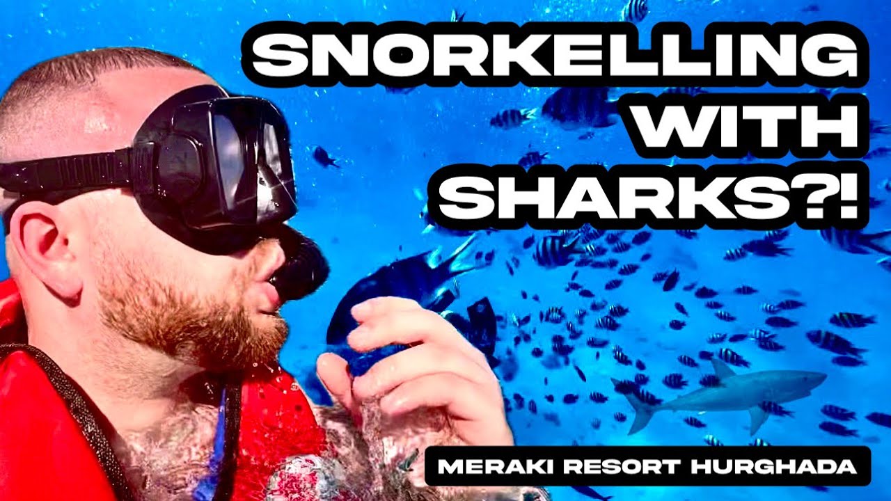 Snorkelling in the Red Sea: SHARKS & Coral Reefs | Meraki Resort ...
