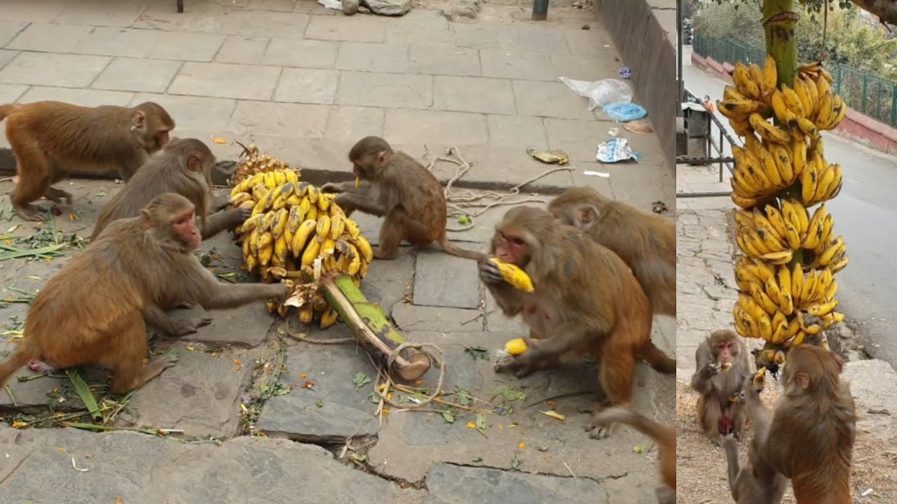 feeding banana to the monkey - YouTube