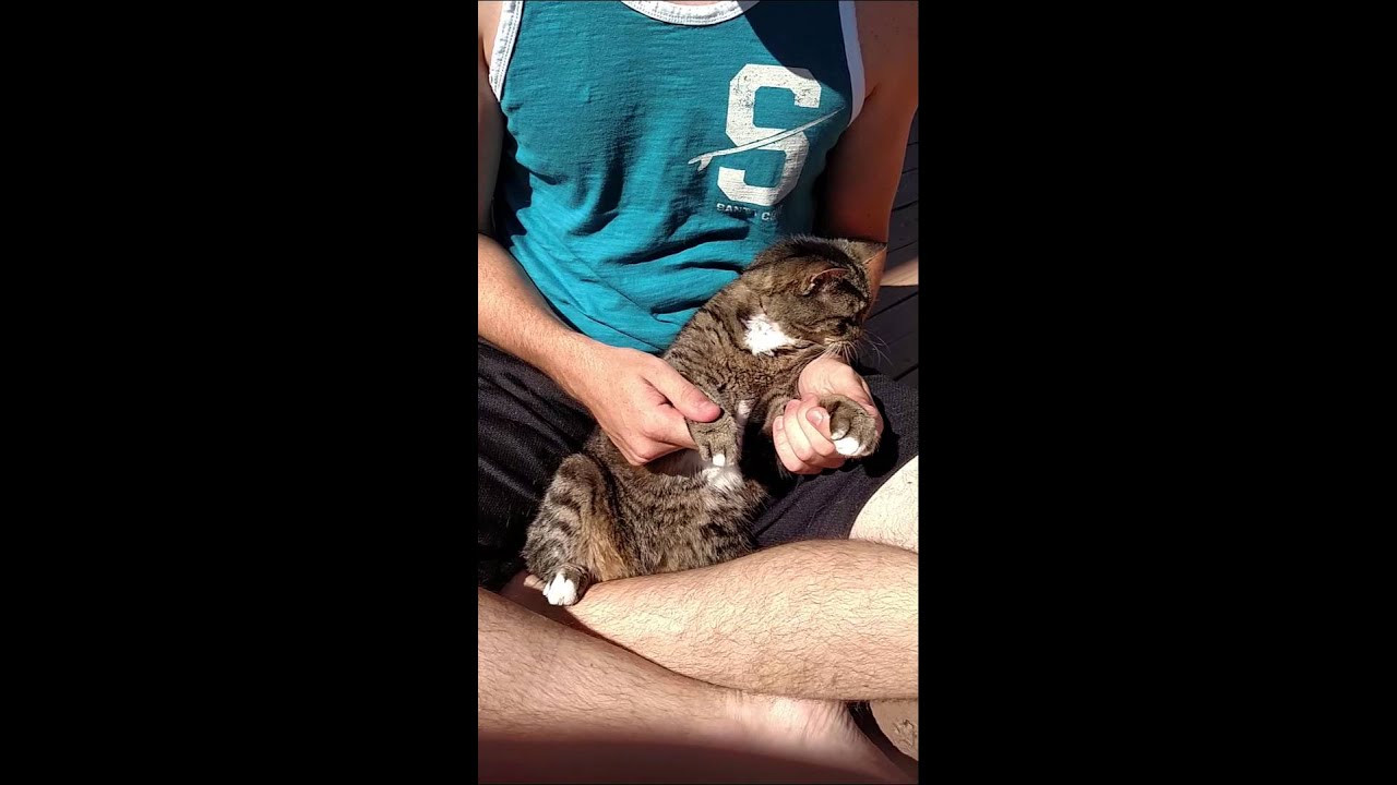 Rushcat - A cat that plays Rush - YouTube