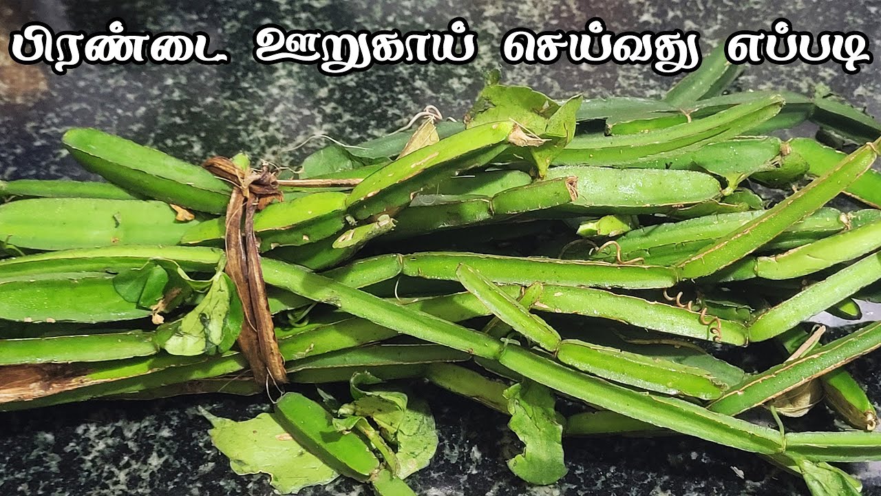 பிரண்டை ஊறுகாய் | Pirandai Pickle Recipe in tamil | adament creeper ...
