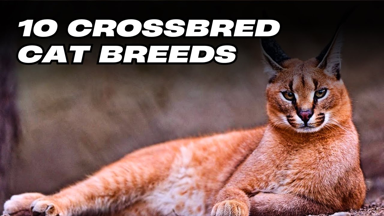 Top 10 Crossbred Cat Breeds - YouTube