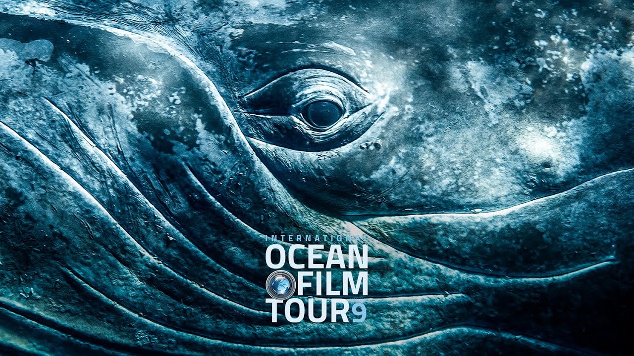 International OCEAN FILM TOUR Volume 9 | Official Trailer - YouTube