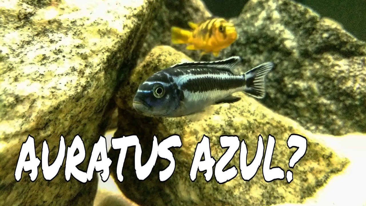 AURATUS AZUL OU MAINGANO? - VAMOS FALAR E ESPÉCIES? #001 - YouTube