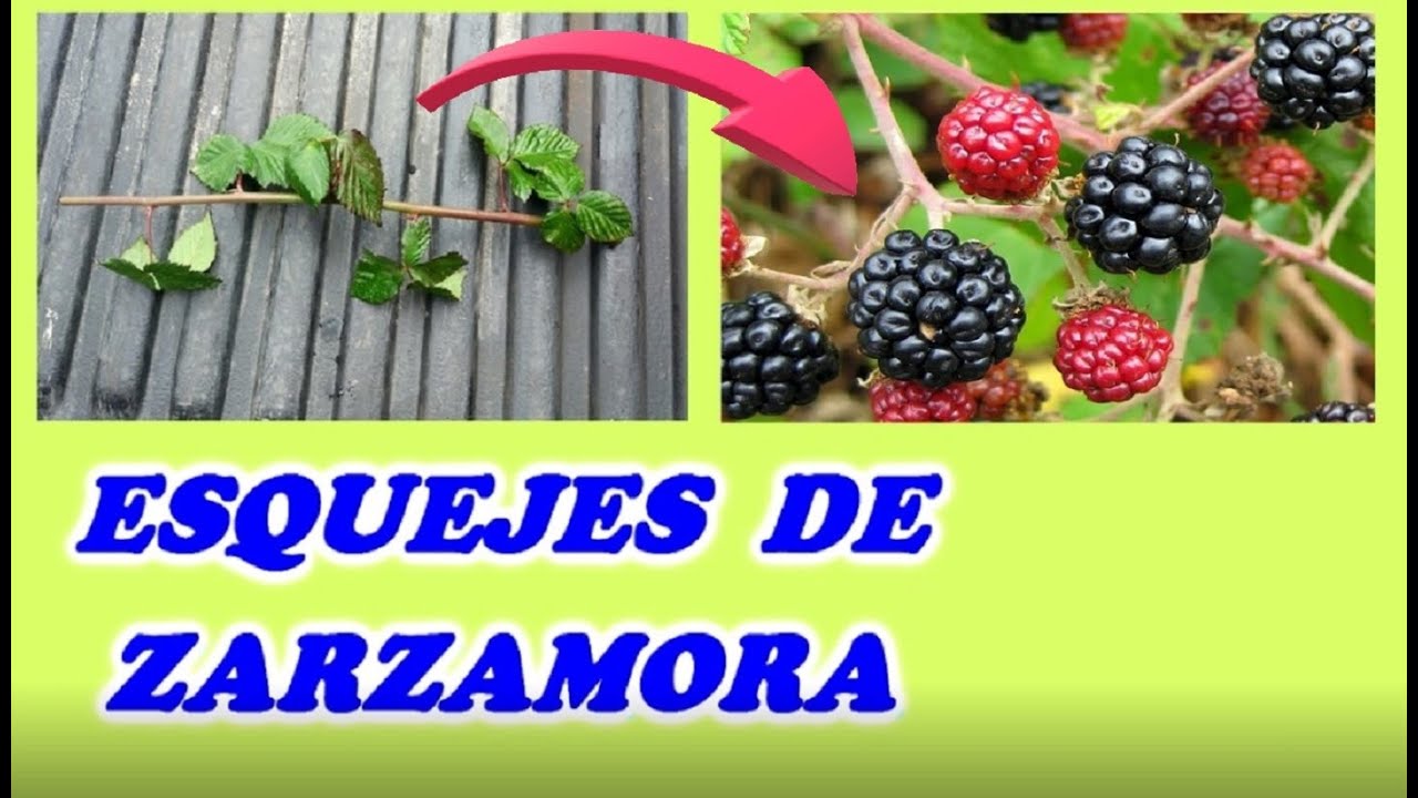 ESQUEJES de MORA o ZARZAMORA sin espinas - PLANTAR MORA o ZARZAMORA en ...