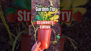 Strawberry planting tip! Remove runners to encourage root growth #gardeningtips #growyourownfood