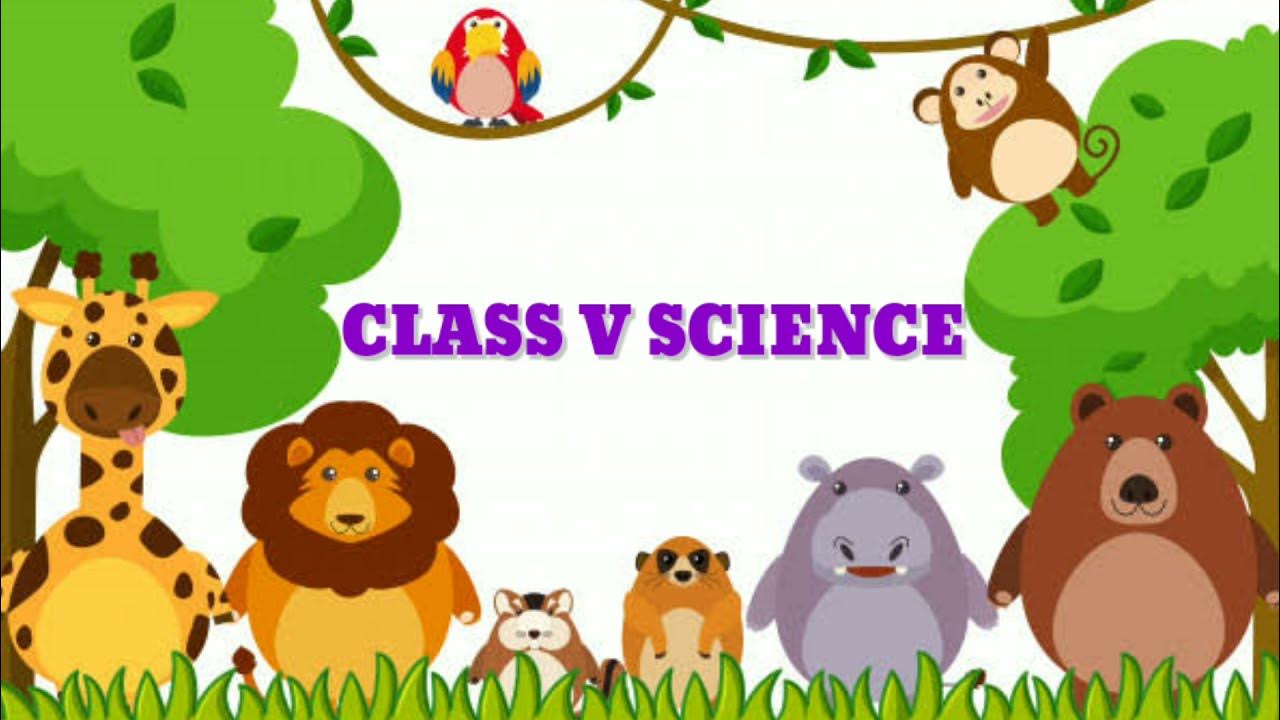 Oviparous animals and Viviparous animals Class 5 Science - YouTube