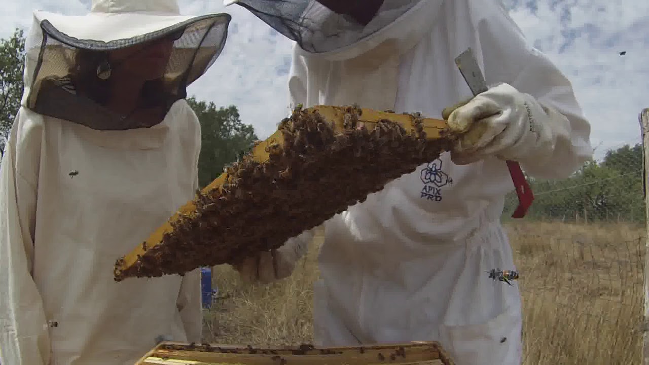 apiculture - YouTube