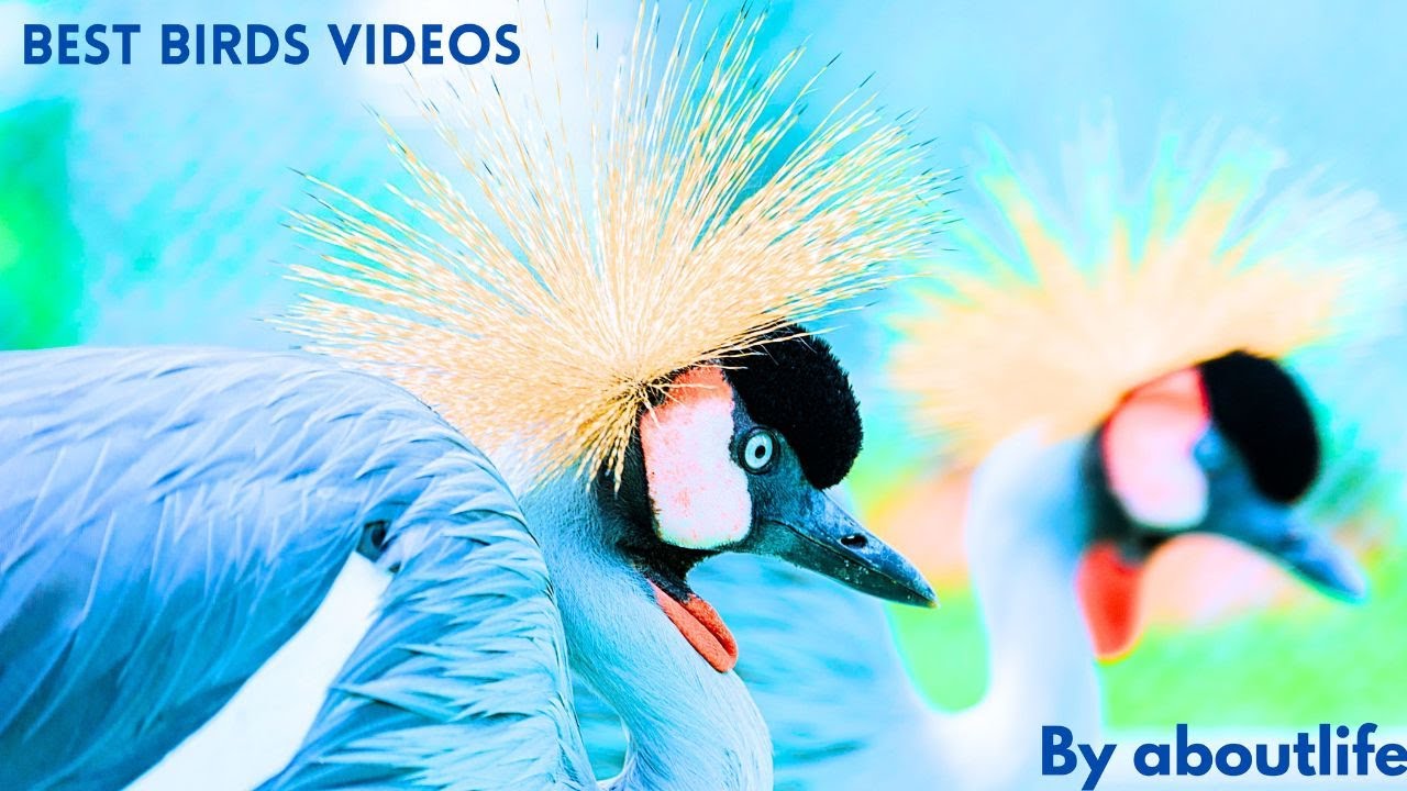 BEST BIRDS VIDEO - YouTube