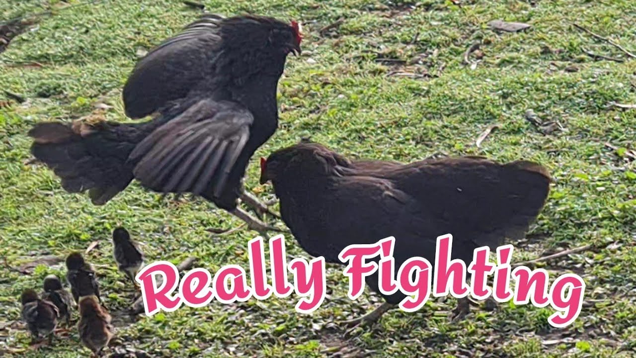 This Hen is REALLY Fighting for Her Babies Against Other Hen - YouTube