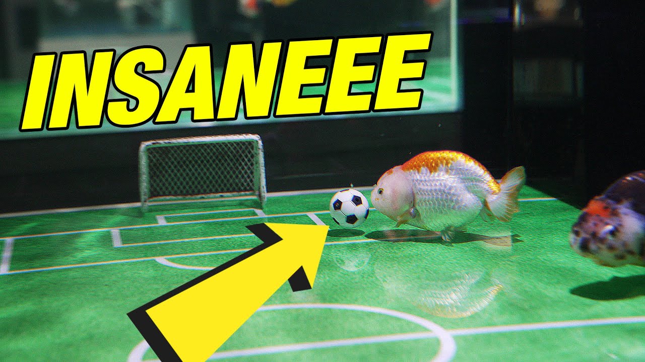 This Goldfish Should be in the Soccer Olympics - YouTube