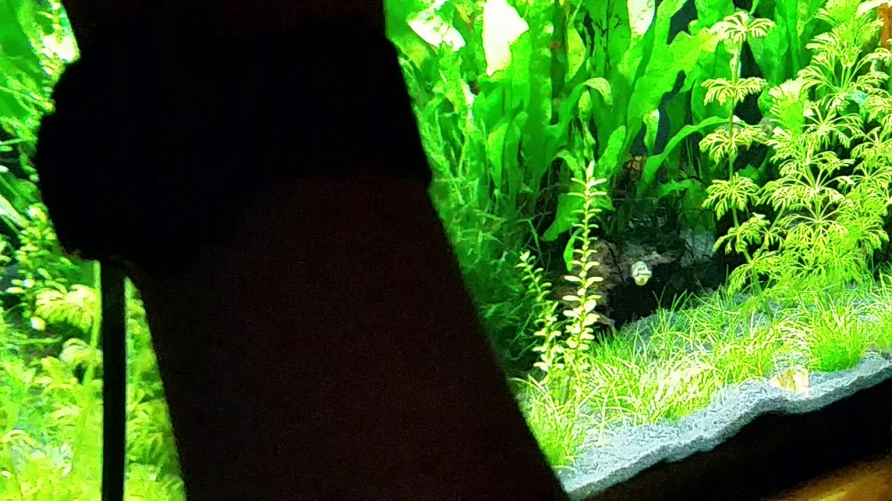 Dwarf Puffers eating live brine shrimp(1) - YouTube