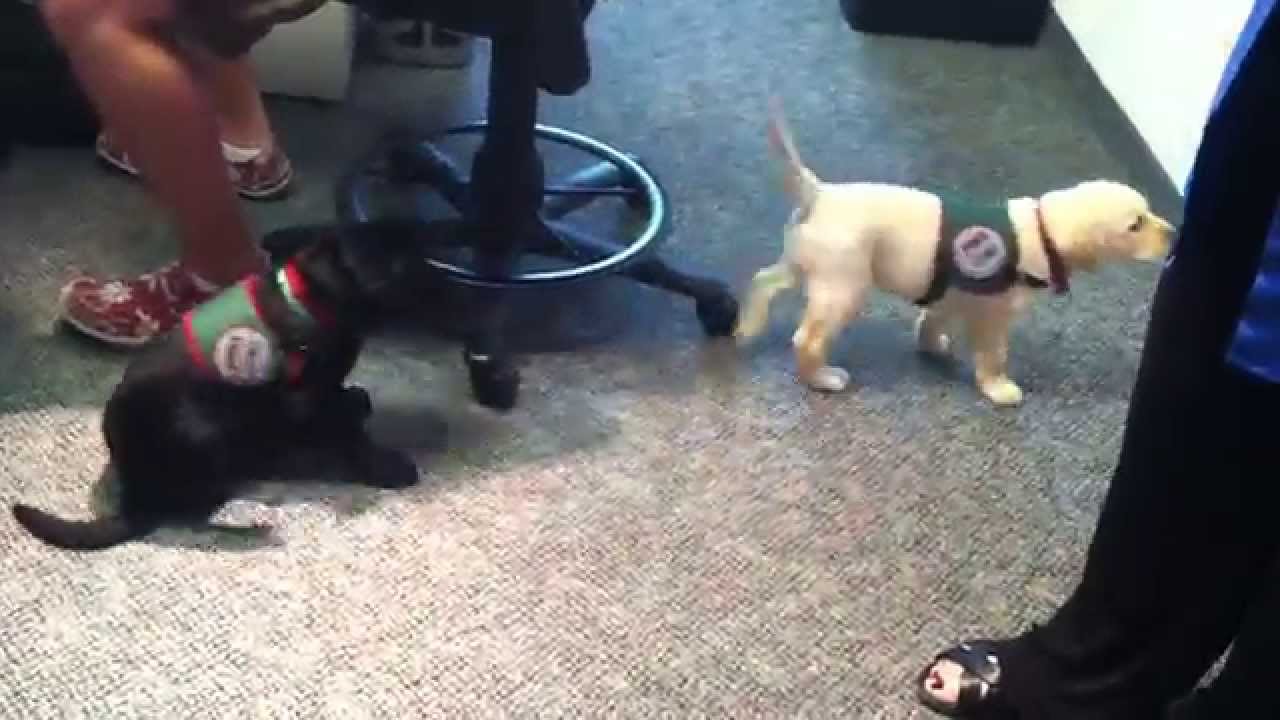 Paws With A Cause In Studio - YouTube