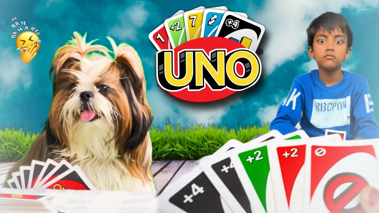 UNO FUN WITH FURRY FRIENDS : ShihTzu Takes on Kids in a Card Showdown ...
