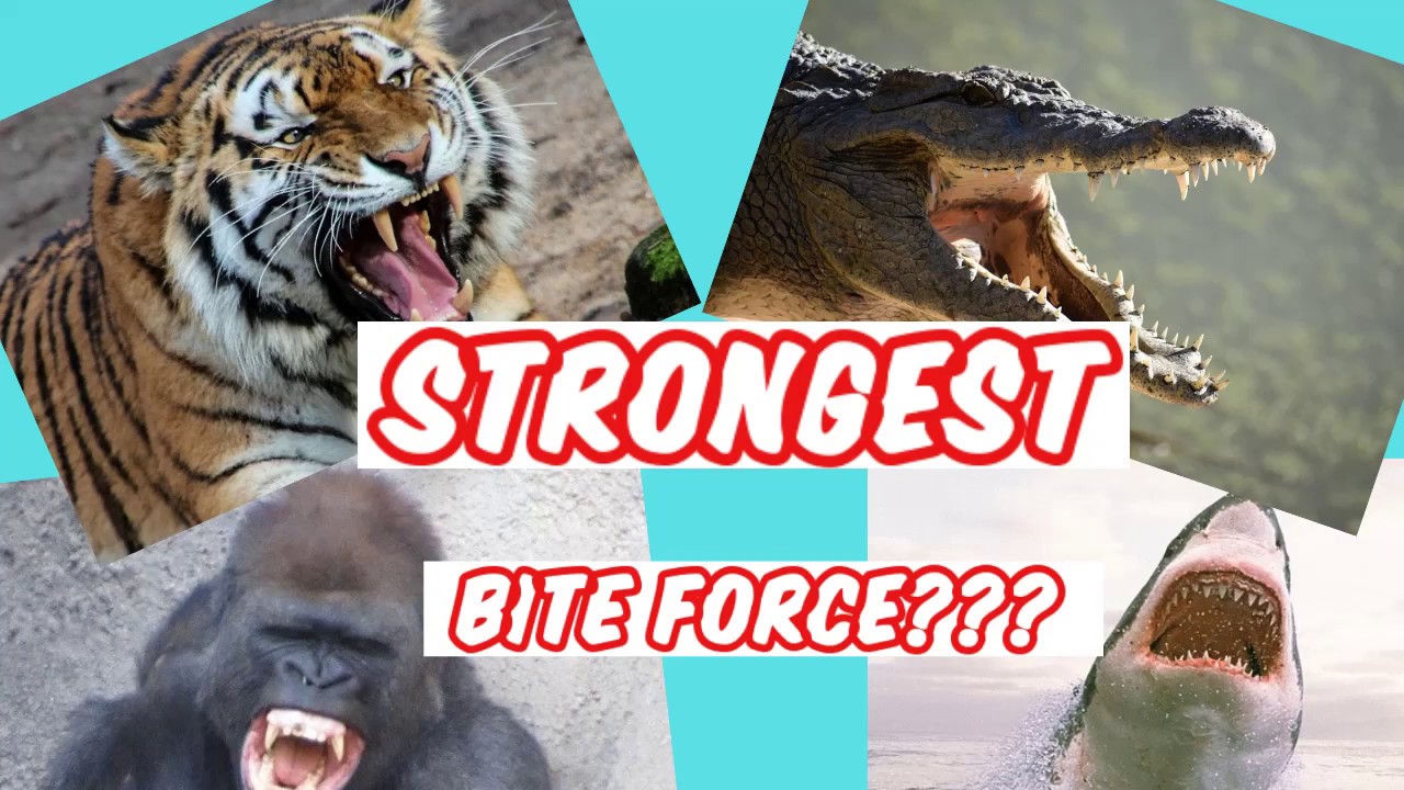 THESE TOP APEX PREDATOR ANIMALS HAVE THE STRONGEST BITE FORCE - YouTube