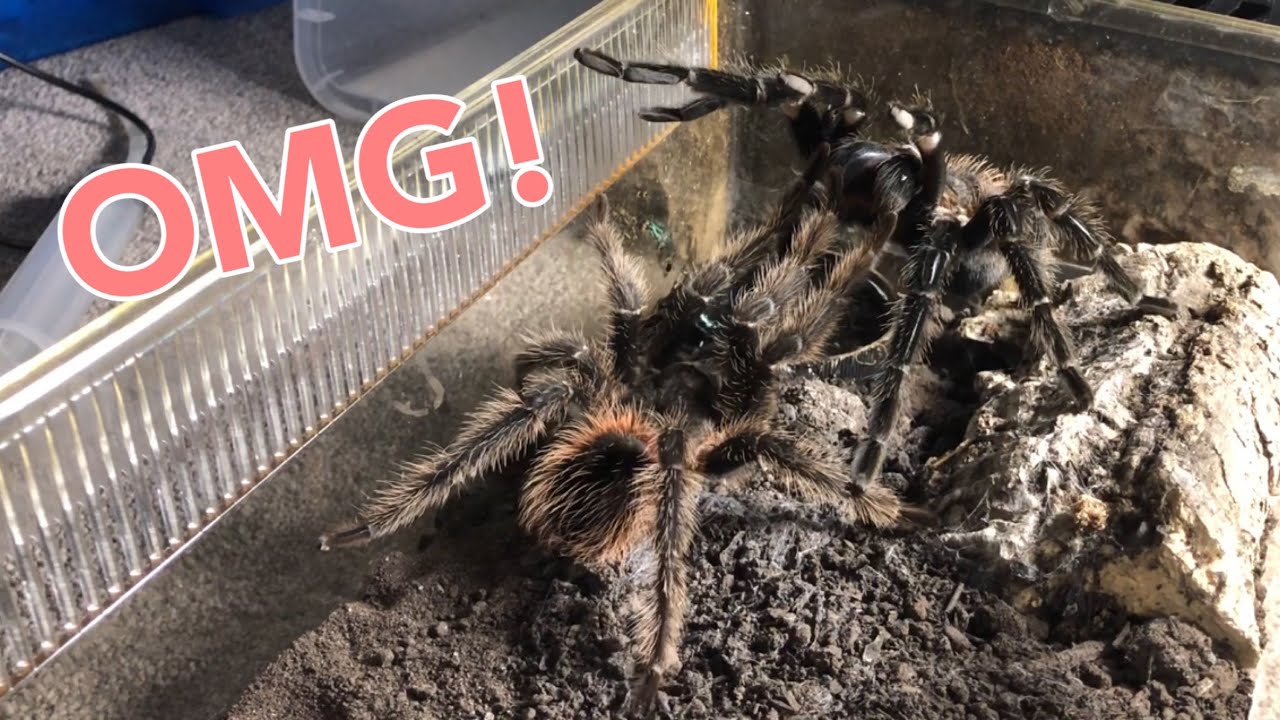 Brazilian Salmon Pink Birdeater (Lasiodora parahybana) Pairing ...